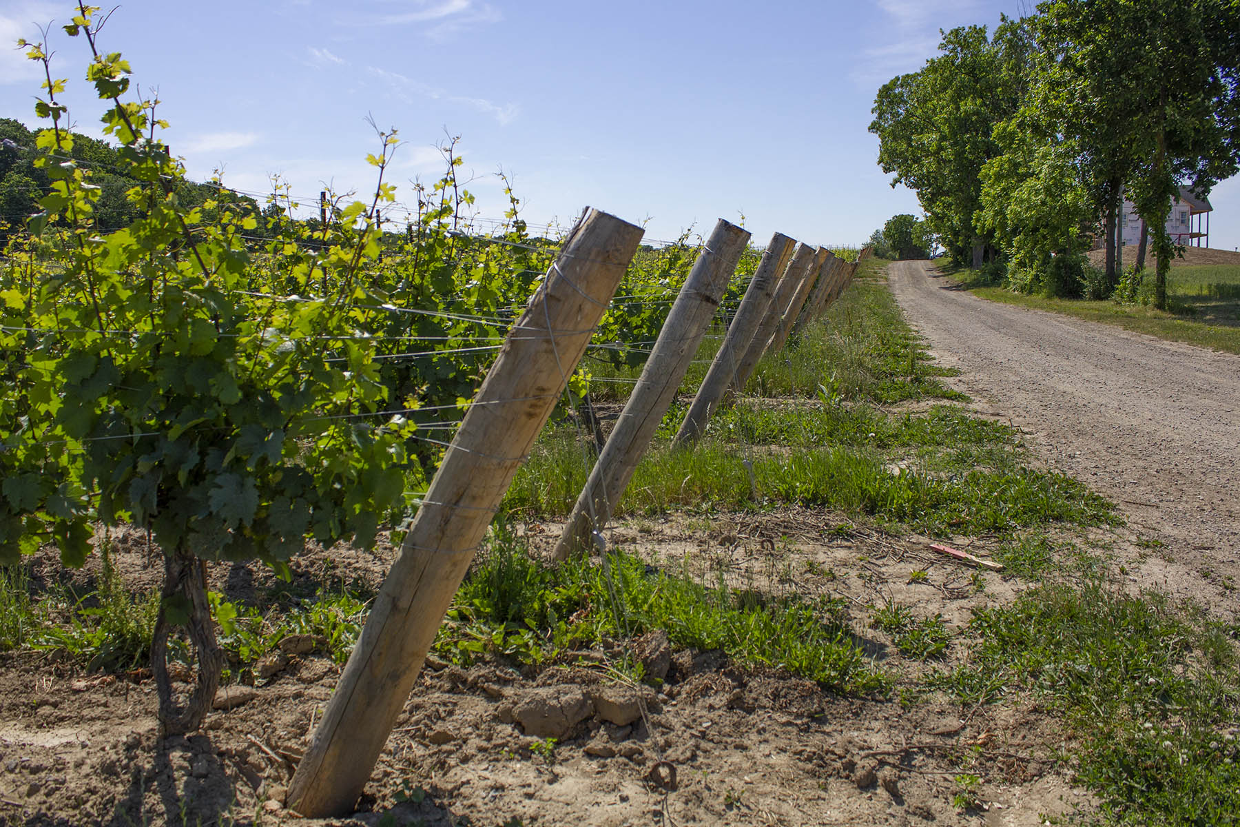 Vineyard Infrastructure Services – Glen Elgin Vineyard Management